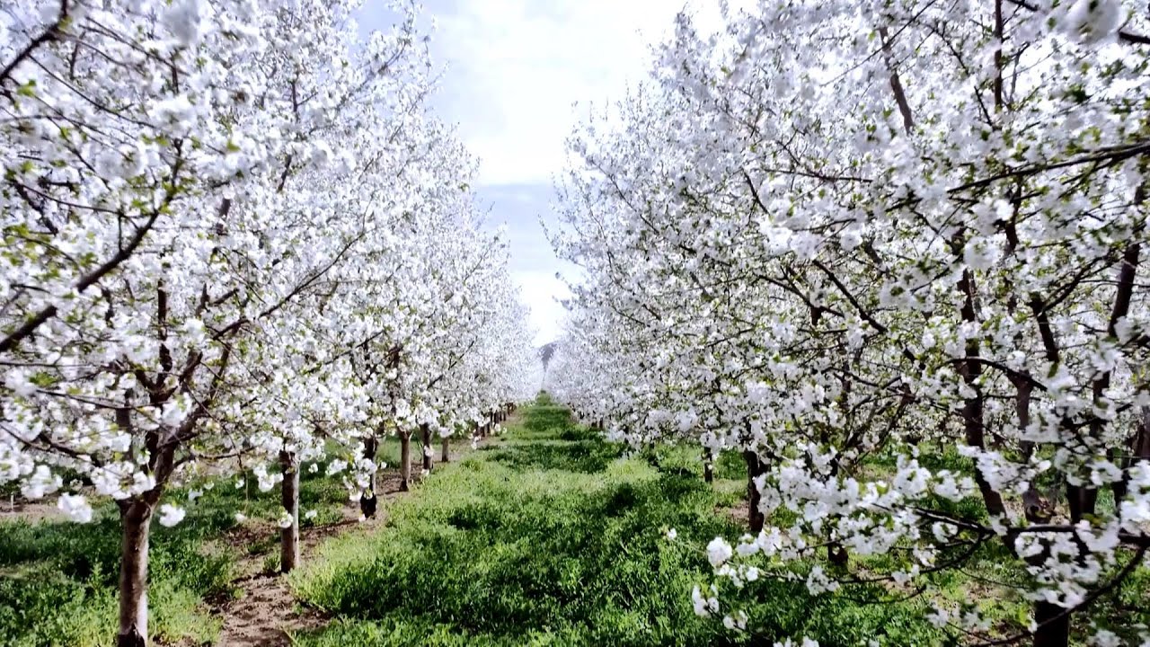 Relaxing Piano Music Landscapes Water Sounds Stress Relief