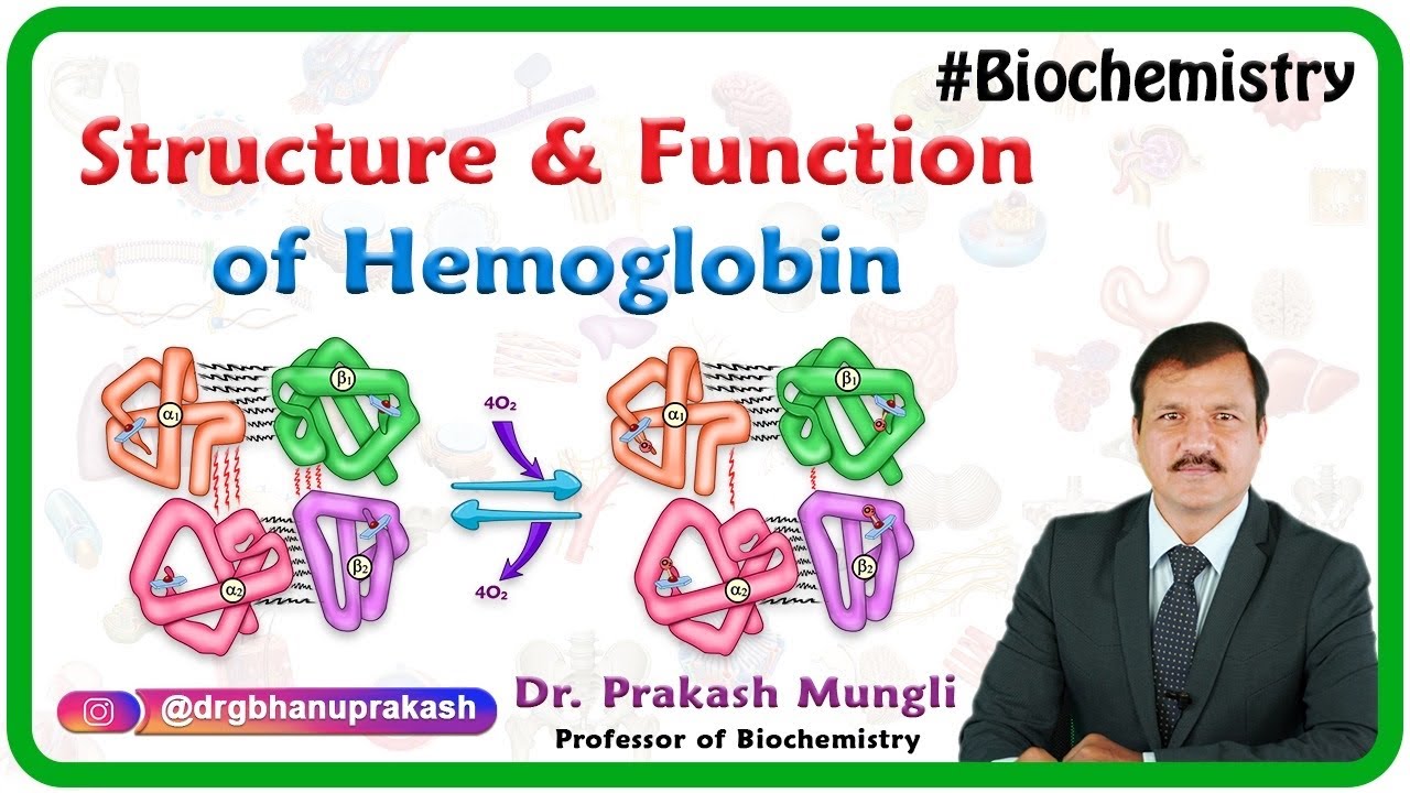 Structure Function Of Hemoglobin Medical Biochemistry For Usmle