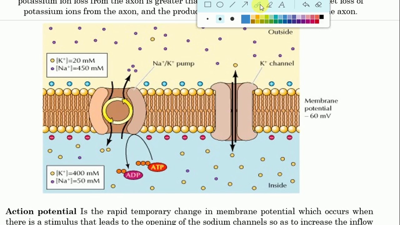 How Is Resting Potential Maintained