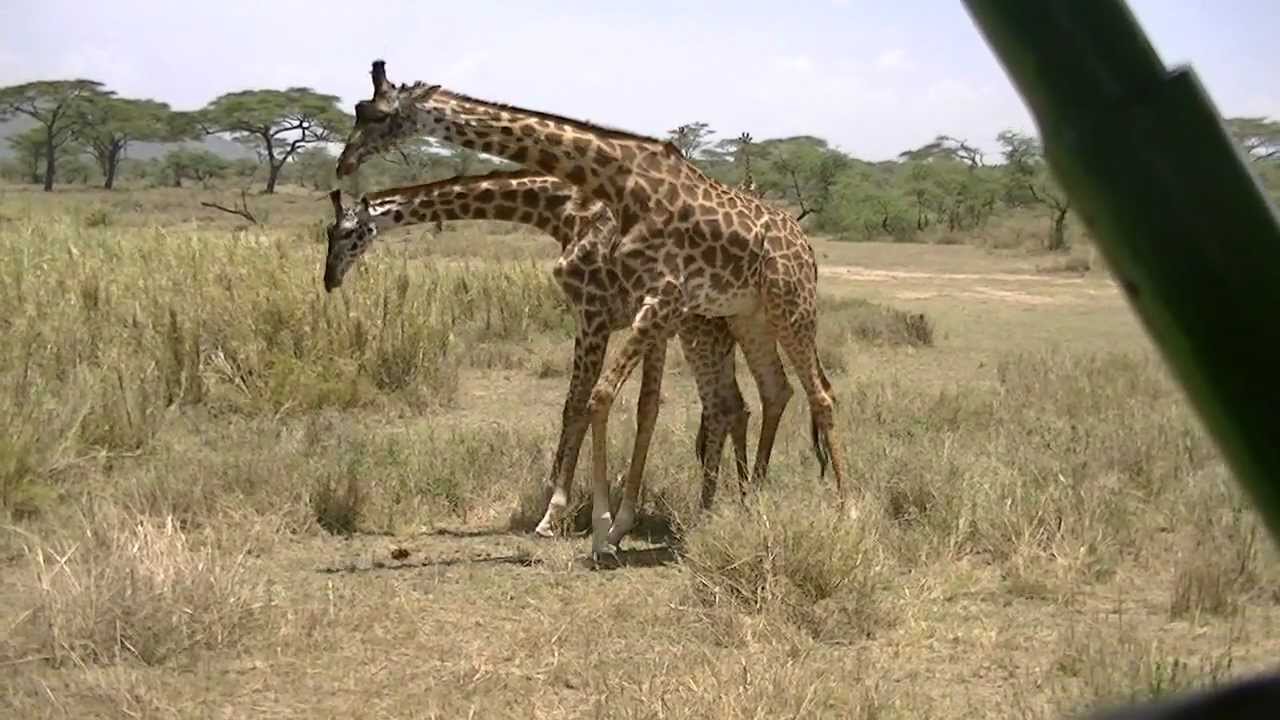 Giraffe Neck Fight Youtube