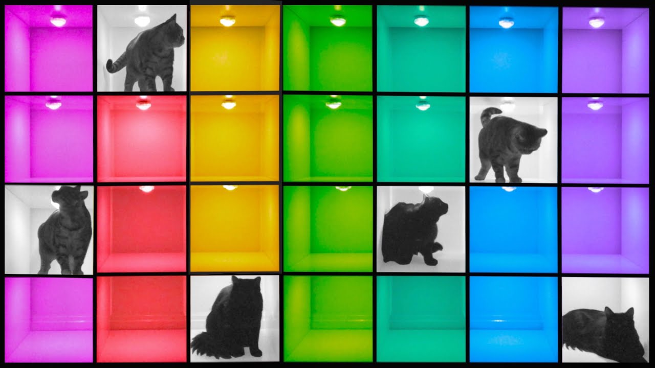 Cats In Squares Youtube