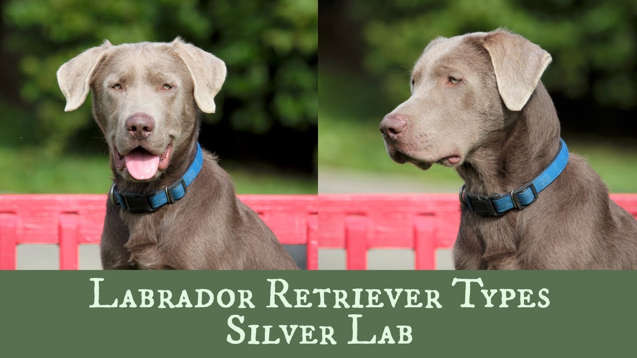 Silver Labrador Retriever Is It Right For Your Family Youtube