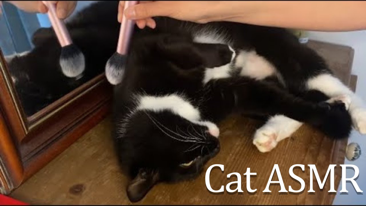 Asmr On A Cat Cat Spa Cat Brushing Cat Asmr Youtube