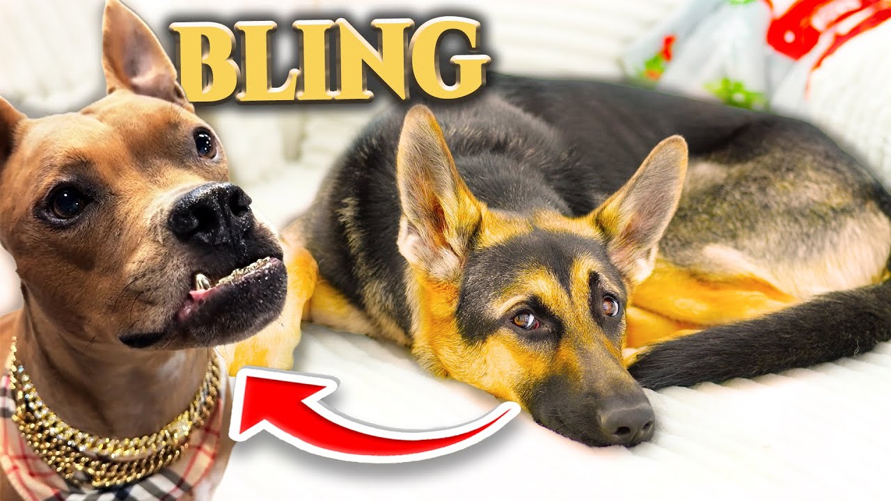 Funniest Animal Fails Part 5 Youtube