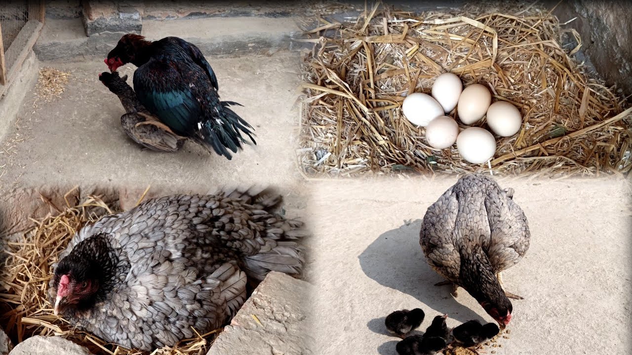 Hen Harvesting Eggs To Chicks Youtube