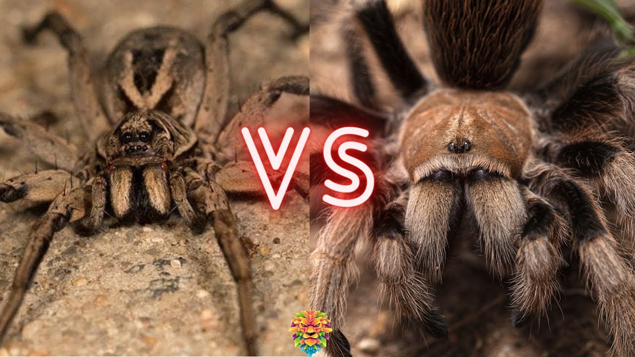 Deadliest Bite Wolf Spider Vs Tarantula Youtube