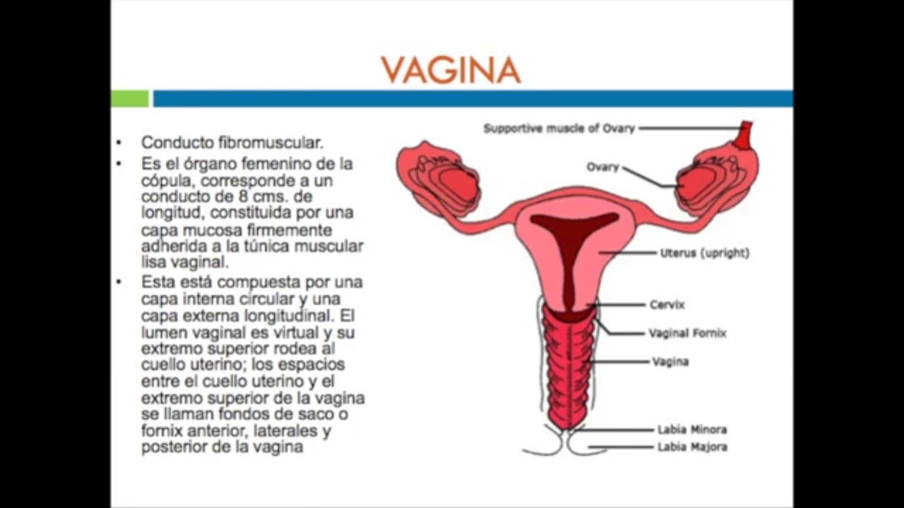 Aparato Reproductor Femenino Youtube