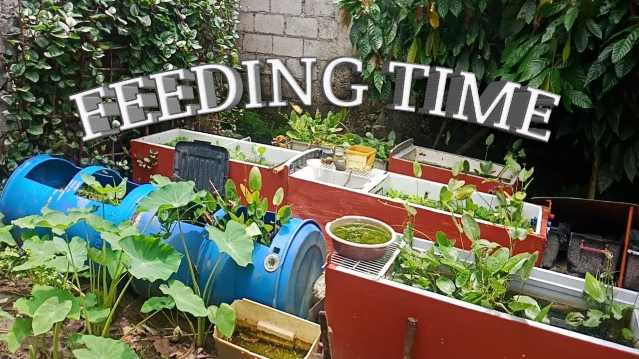 Feeding Time Youtube