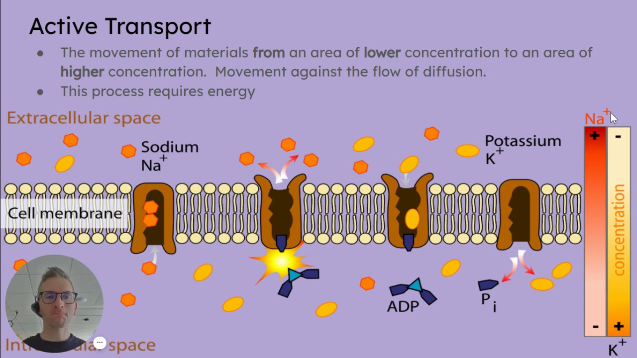 Active Transport Youtube