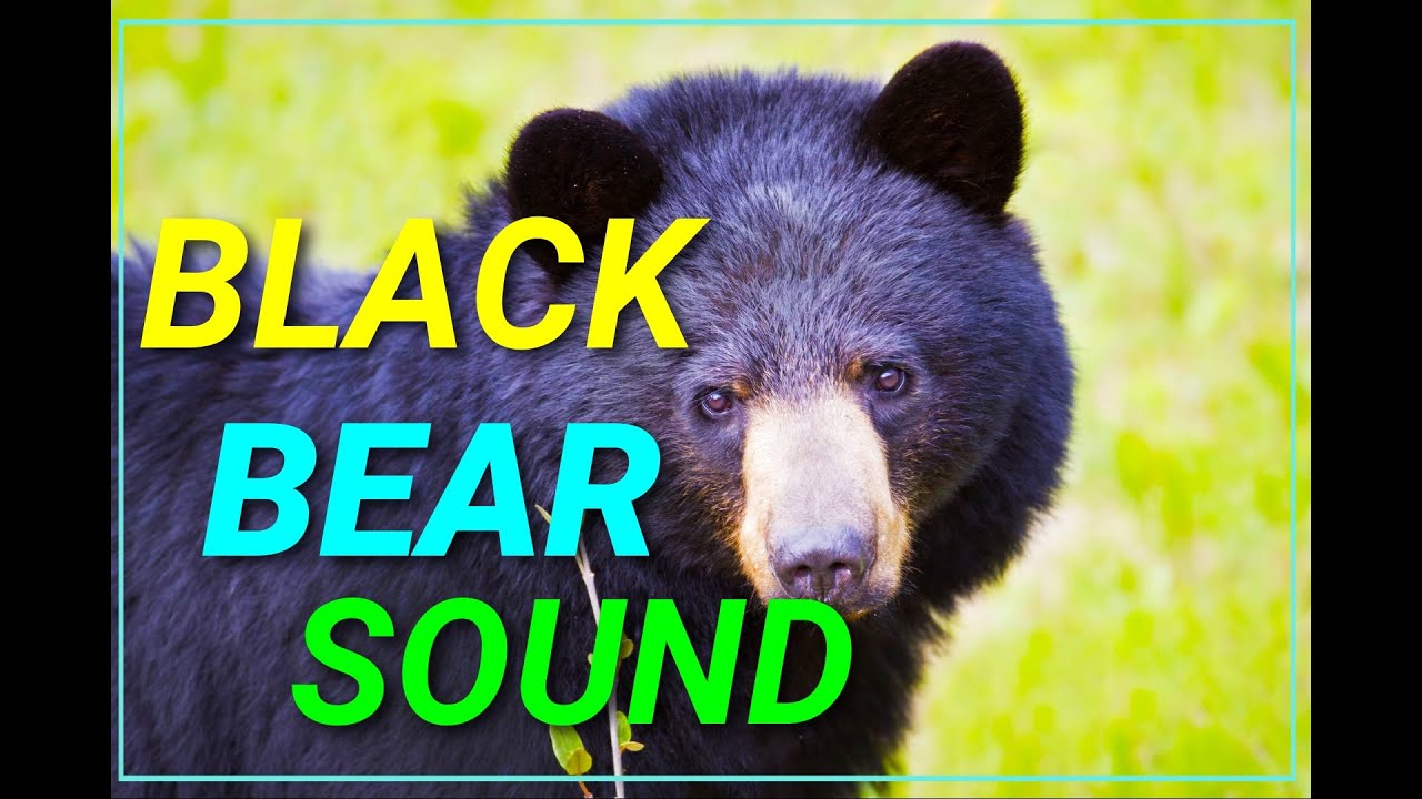 Black Bear Low Growl Sound