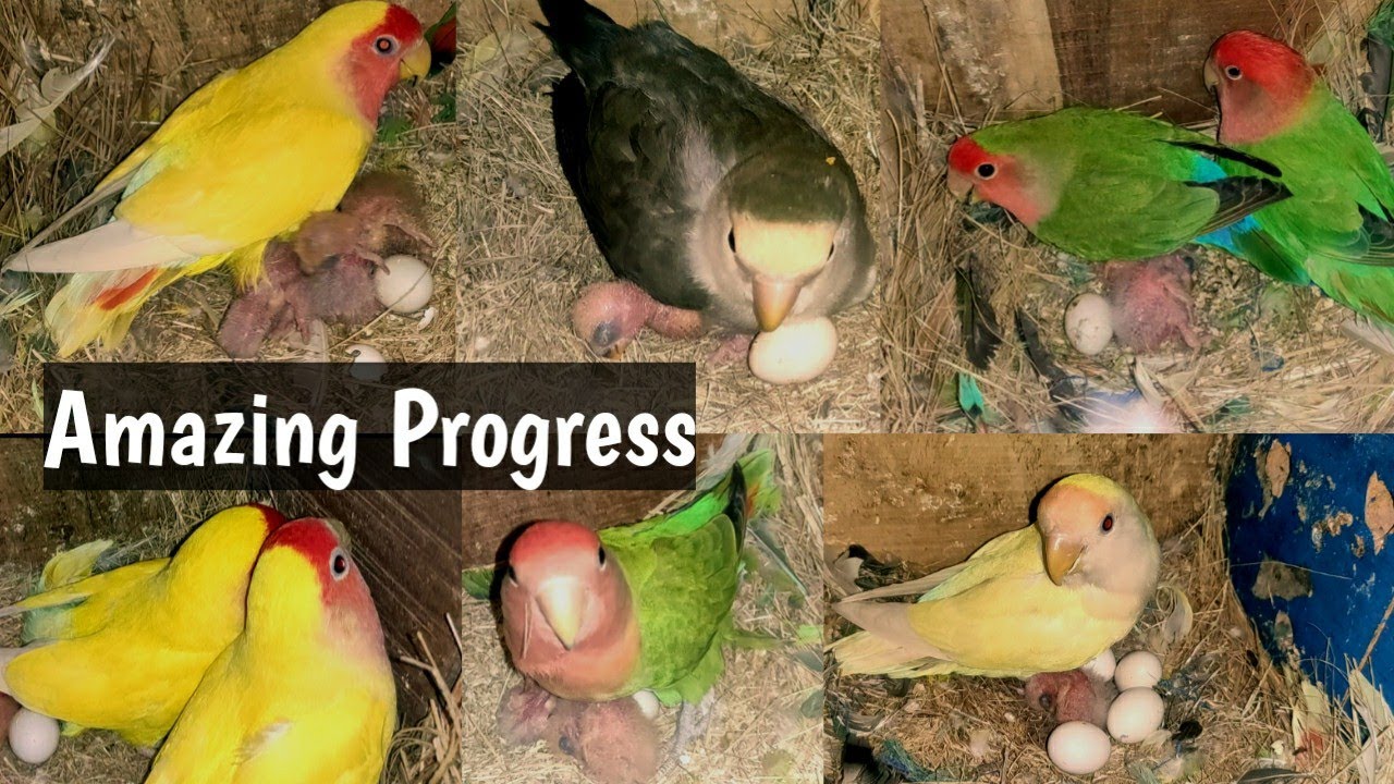 Lovebirds Breeding Progress Youtube