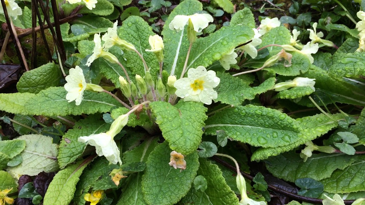 Primrose Primula Leaves Flowers March 2018 Youtube