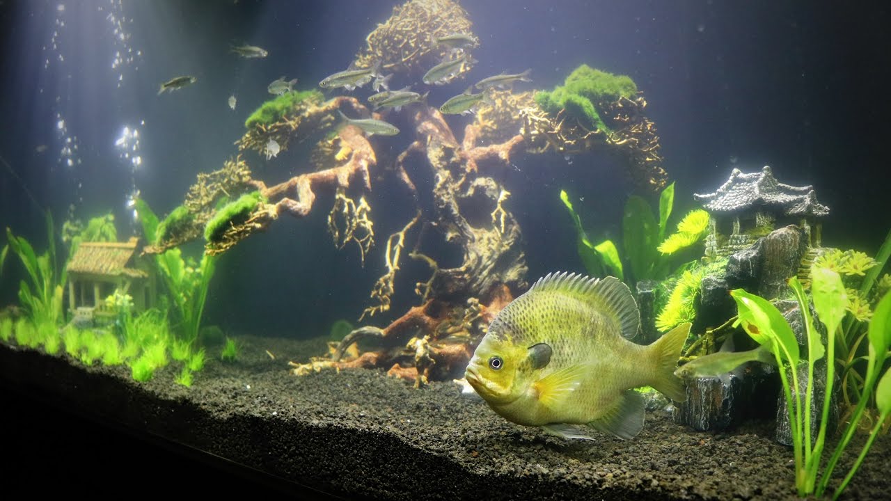 Bluegill Aquarium