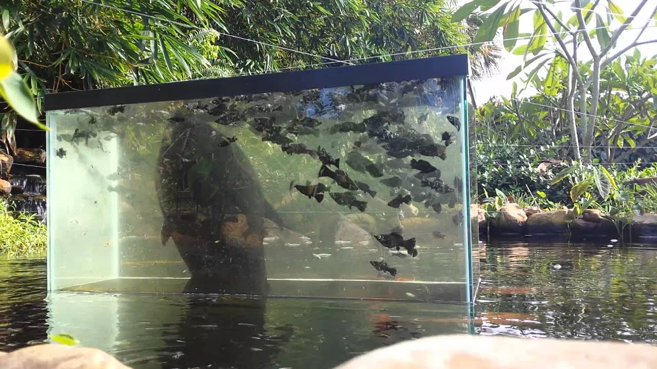 Feeding Time Youtube