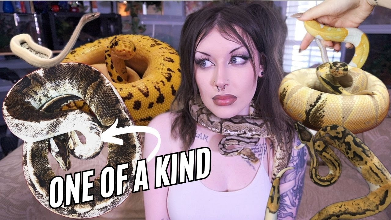 Meet All Of My Ball Pythons Youtube