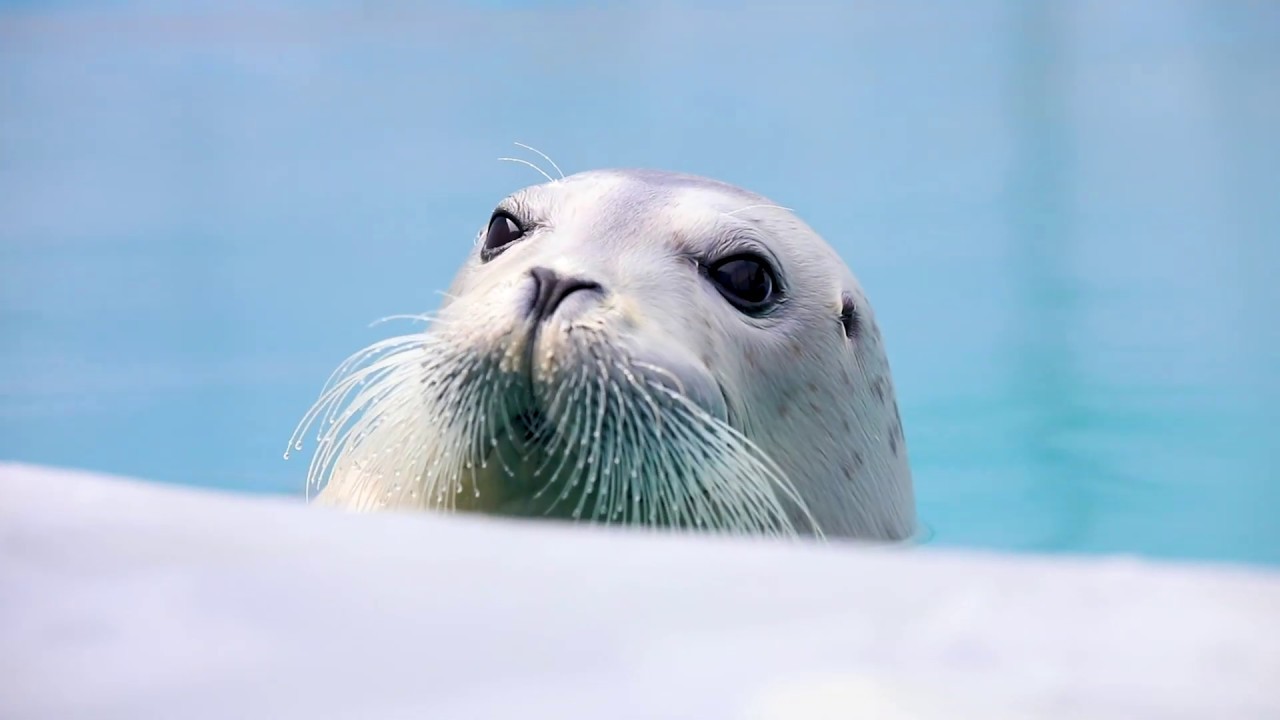 Bearded Seal Pup Update Youtube
