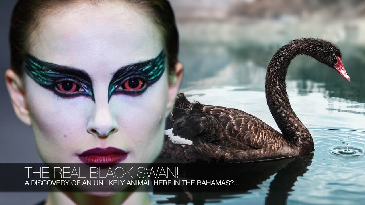 The Real Black Swan Youtube