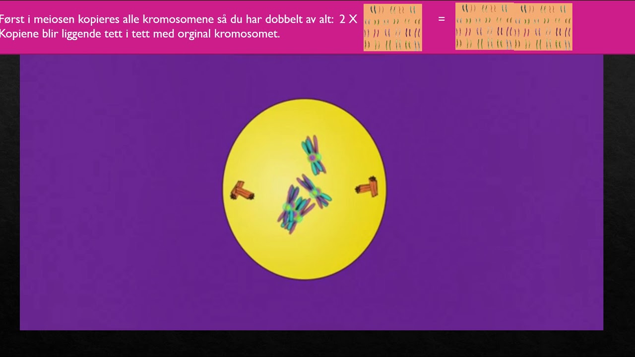Meiose Forklart Av Kristine Youtube