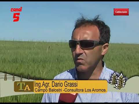 Dario Grassi Campo Balostri Consultora Los Aromos Trigos Youtube