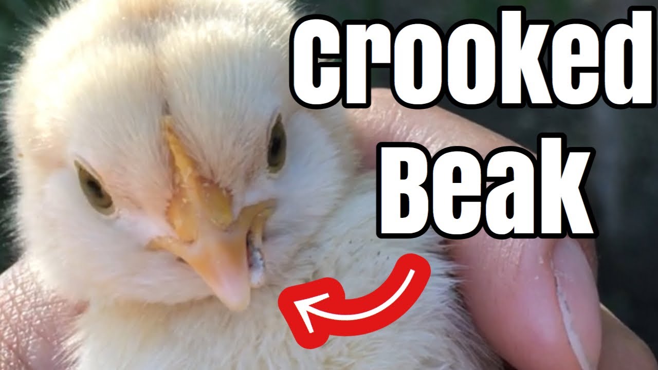 Crooked Beak Chick Scissor Beak Chick Crossed Beak Chick Youtube