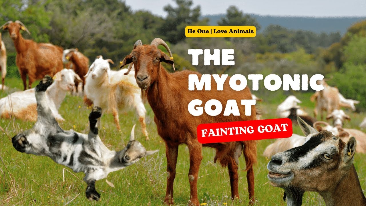 Funny Animals Fainting Goats Myotonic Goats Youtube