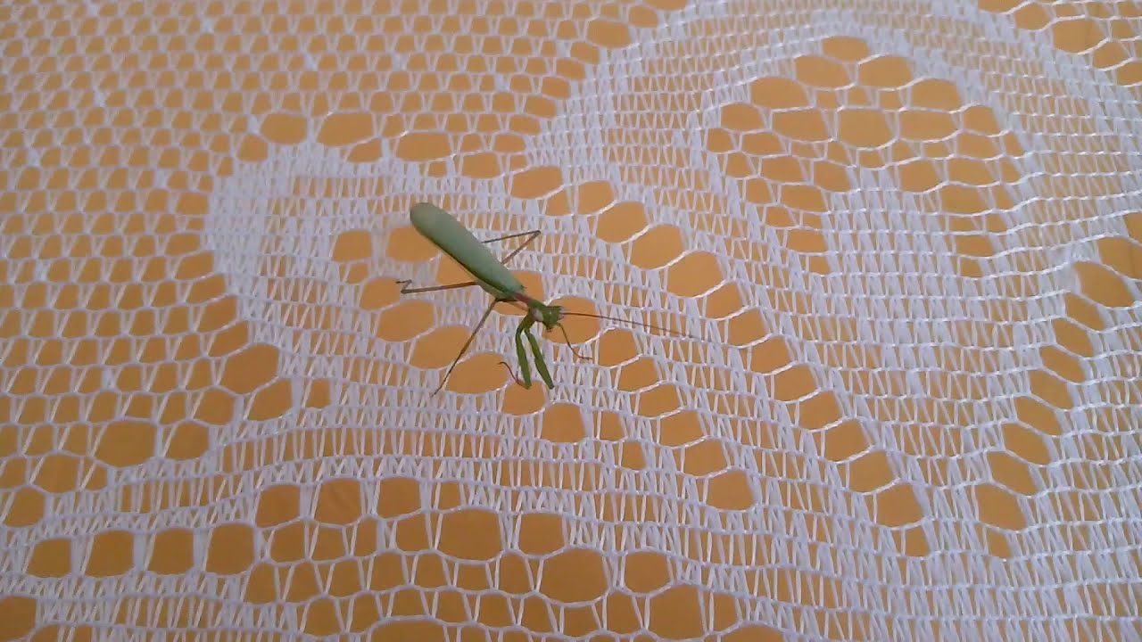 Crazy Praying Mantis Youtube