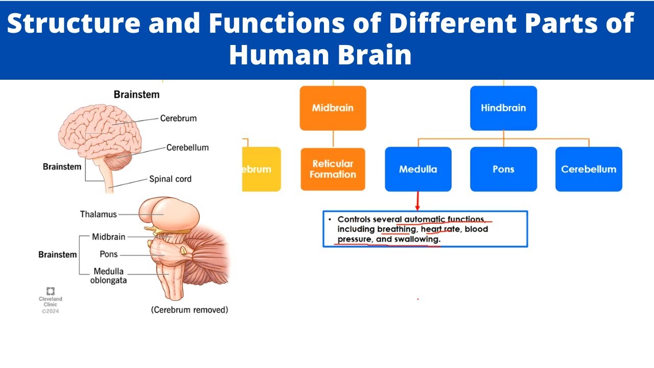 Human Brain Parts And Functions Diagram Brain Biology For Majors Ii