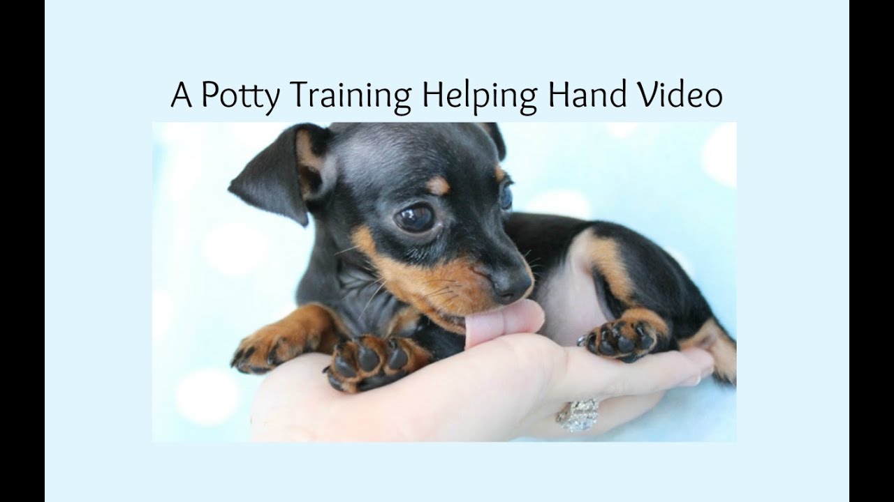 Potty Training Your Miniature Pinscher Puppy Helping Hand To