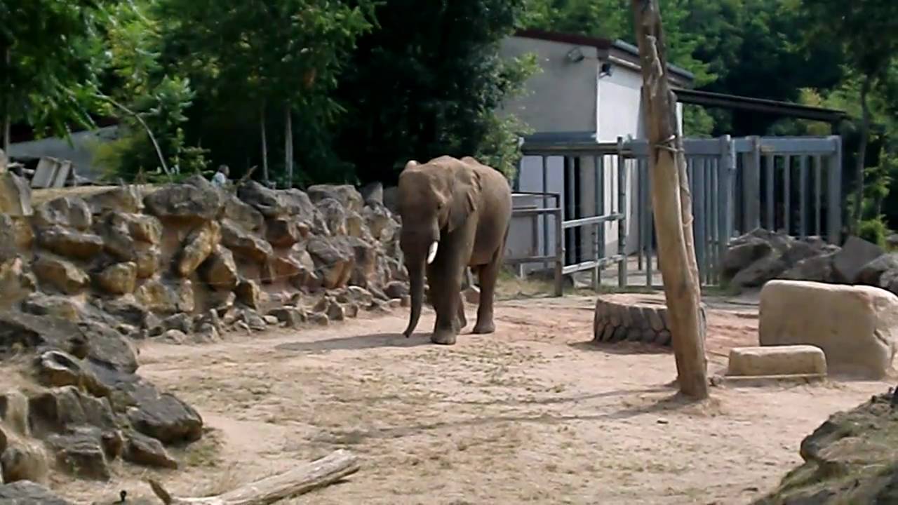 Zoo D Amnéville Youtube