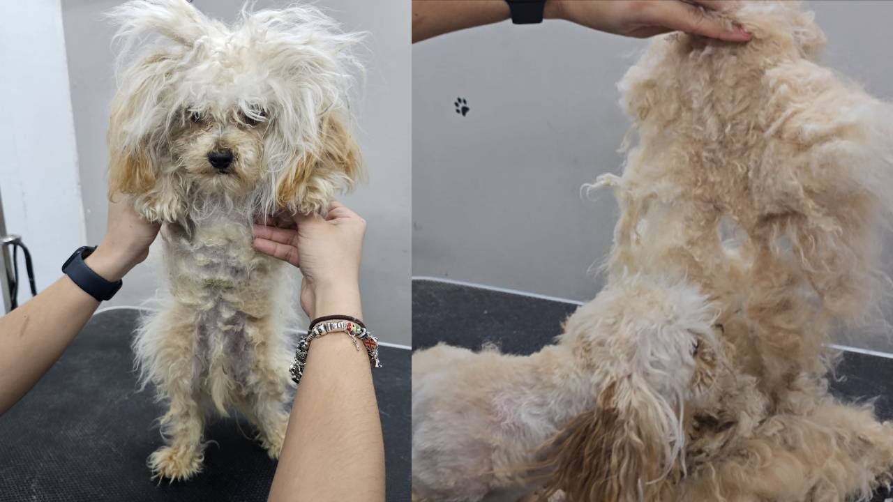 Amazing Transformation Matted Dog Grooming Youtube