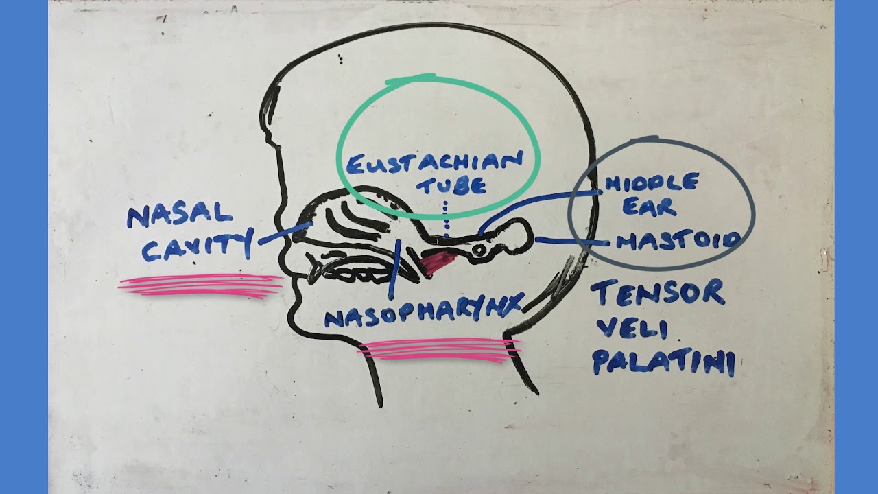 Eustachian Tube Youtube
