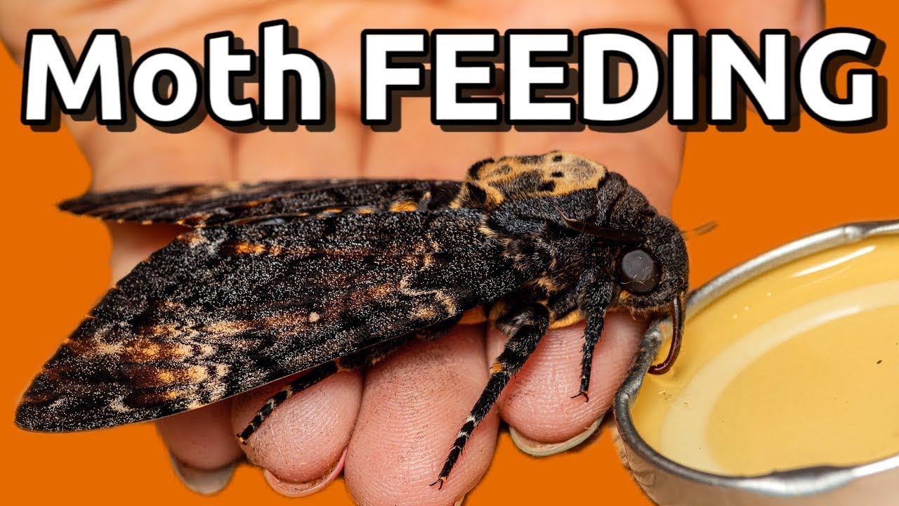 How I Feed My Moth Easy Youtube