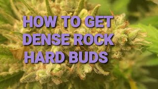 Grow Tips How To Get Dank Dense Rock Hard Buds Easy Cana Organic Grow ...