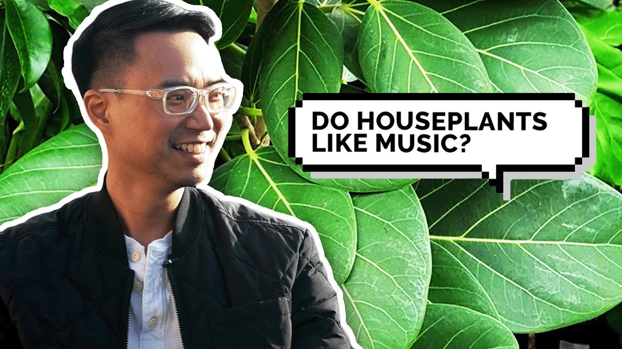 Houseplant Expert Busts Common Plant Myths Youtube