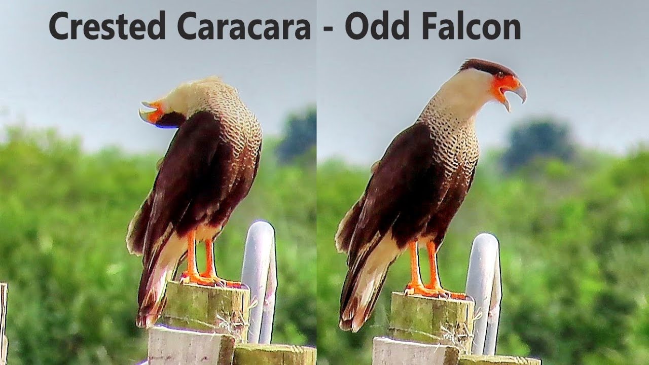 Crested Caracara Calling Sounds Youtube