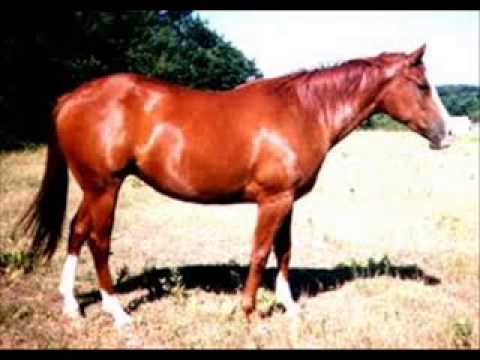 Horse Whining Sound Effect Youtube