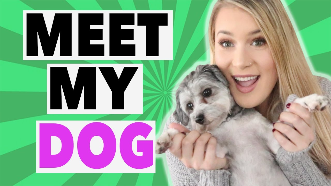 Meet My Dog Youtube