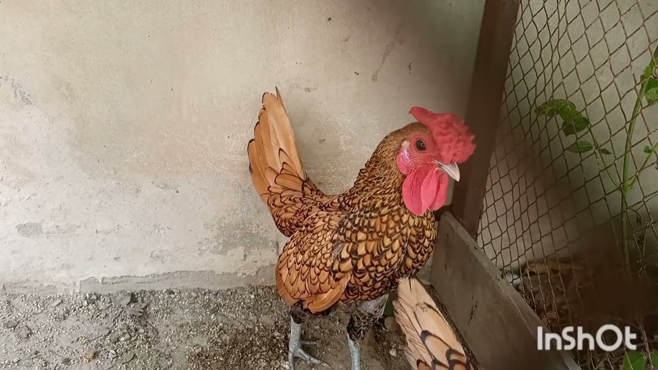 Rooster Crowing Compilation Youtube