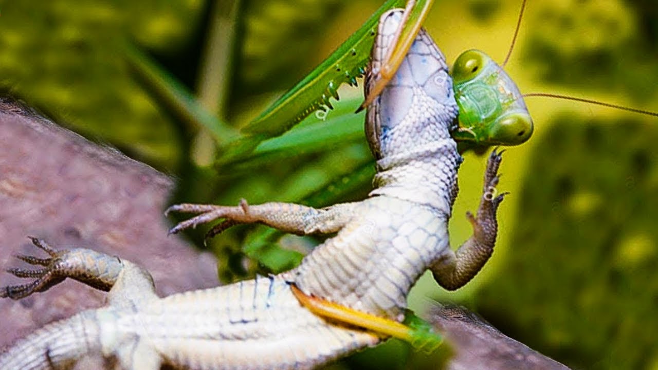 13 Of The Most Brutal Moments Of Mantis Hunting Their Opponents Youtube