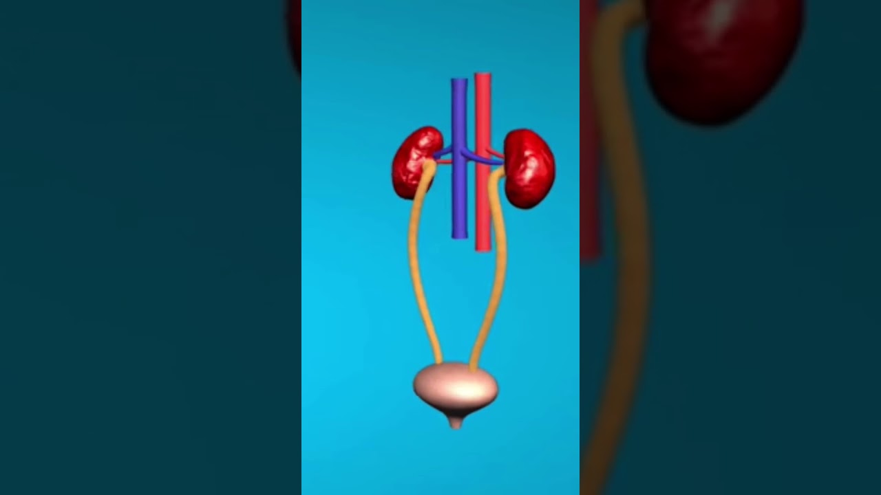 Human Kidney 3d Animation Short рџґ Youtube