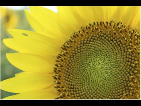 Painting Sunflowers With Angela Faidley Youtube