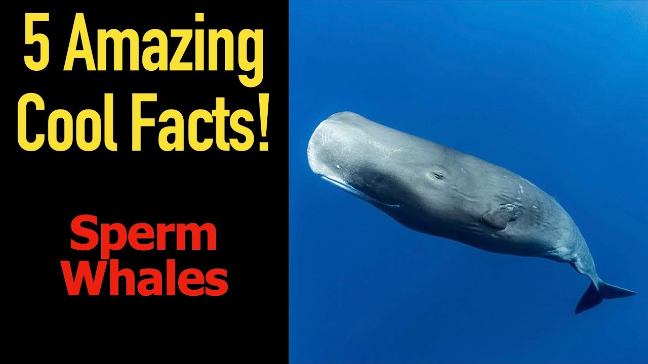 5 Fascinating Facts About Sperm Whales Youtube