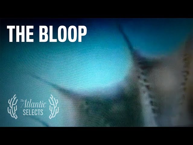 Bloop Creature On The Radar