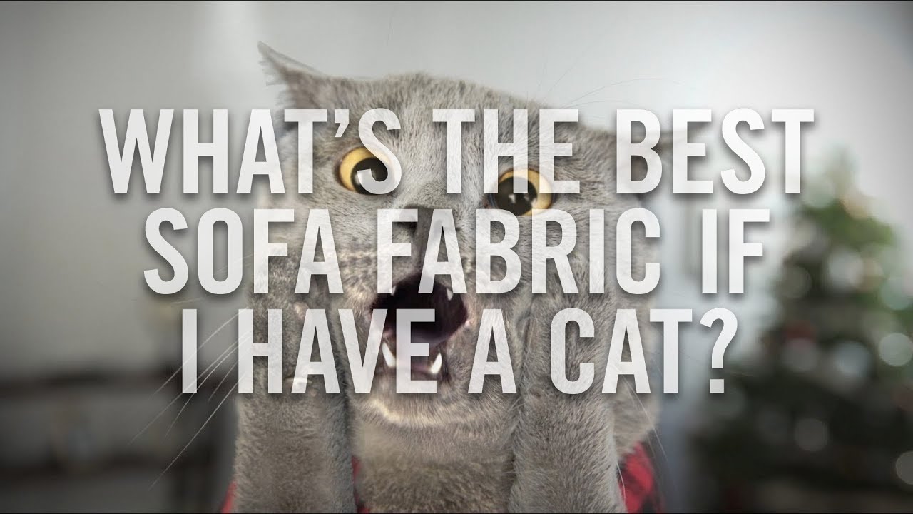 What S The Best Type Of Fabric For My Sofa If I Have A Cat Youtube