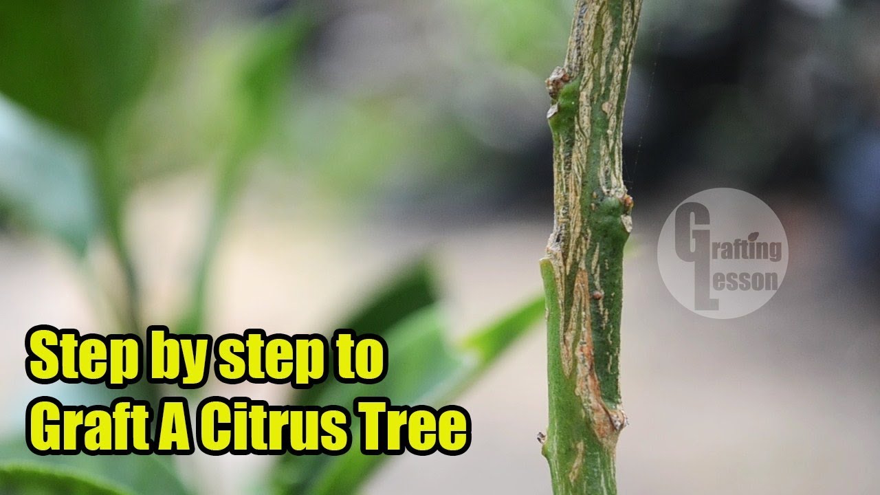 Grafting Citrus Tree Step By Step Youtube
