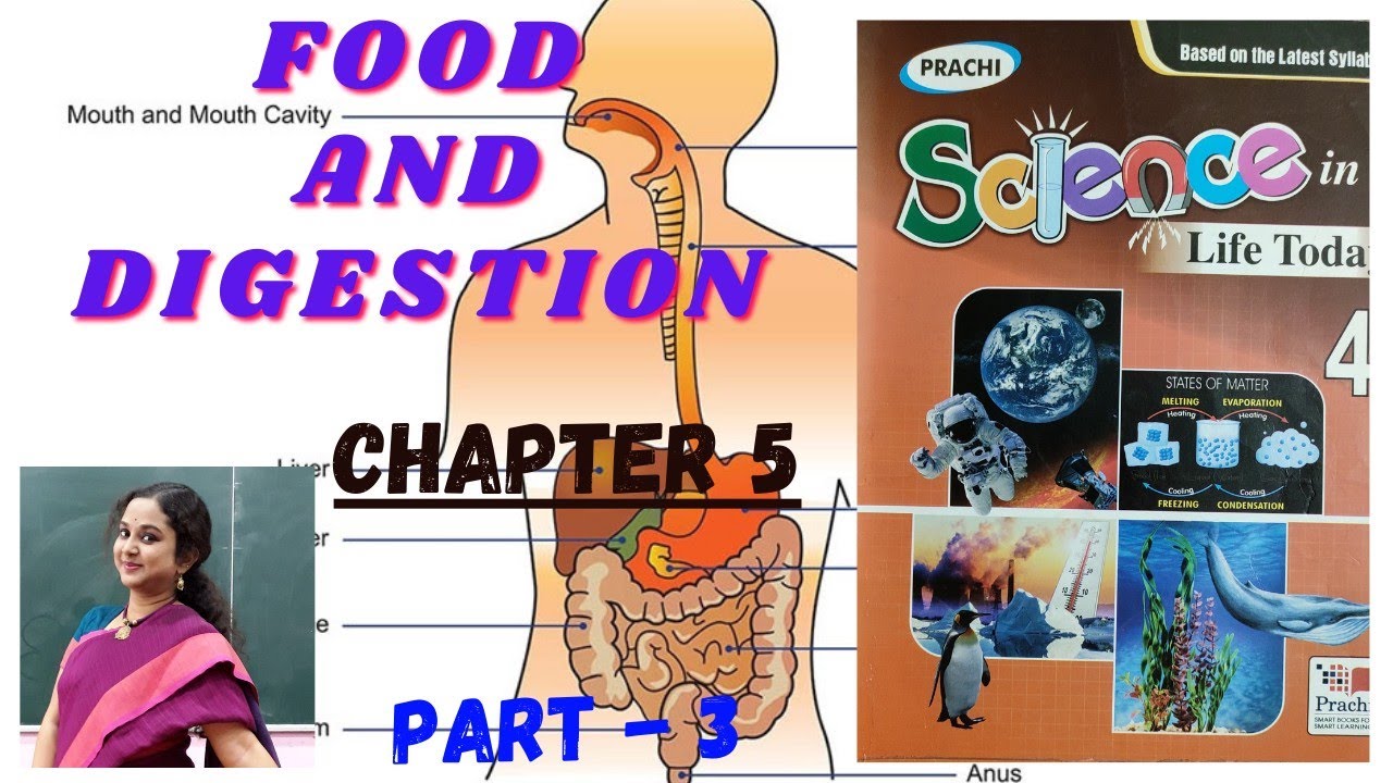 Class 4 Science Digestion Of Food Different Digestive Organs Process