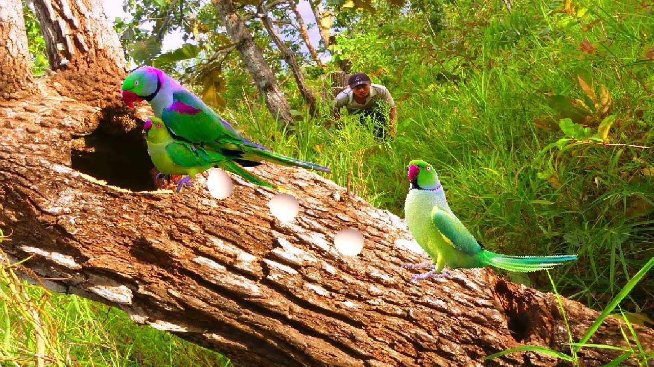Searching For Wild Snails Encountering Parrot Eggs In A Tree Trunk