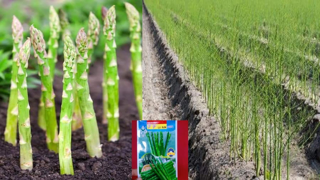 Asparagus Farming Techniques How To Grow Asparagus At Home Quickly For