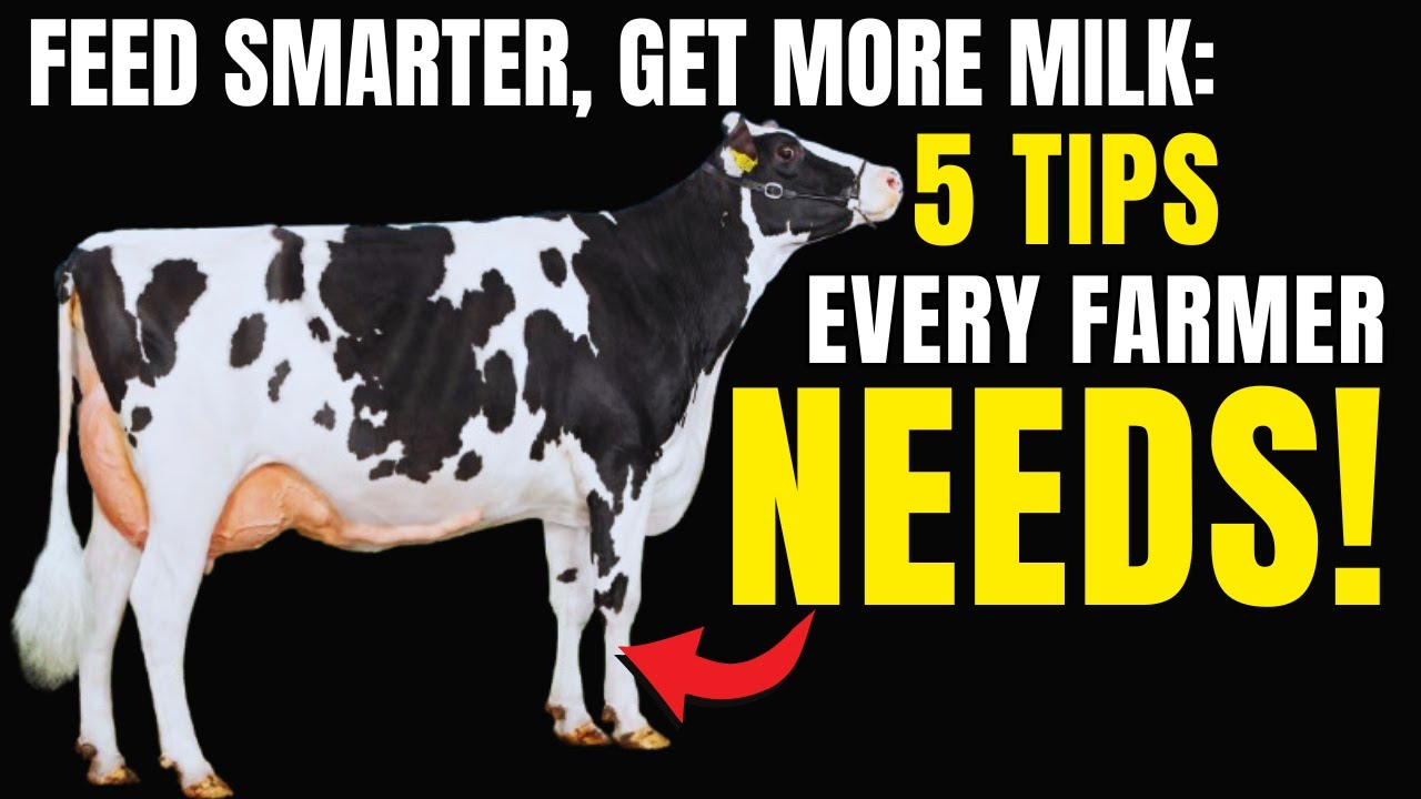 Boost Milk Production 5 Dairy Cow Feeding Efficiency Tips Youtube