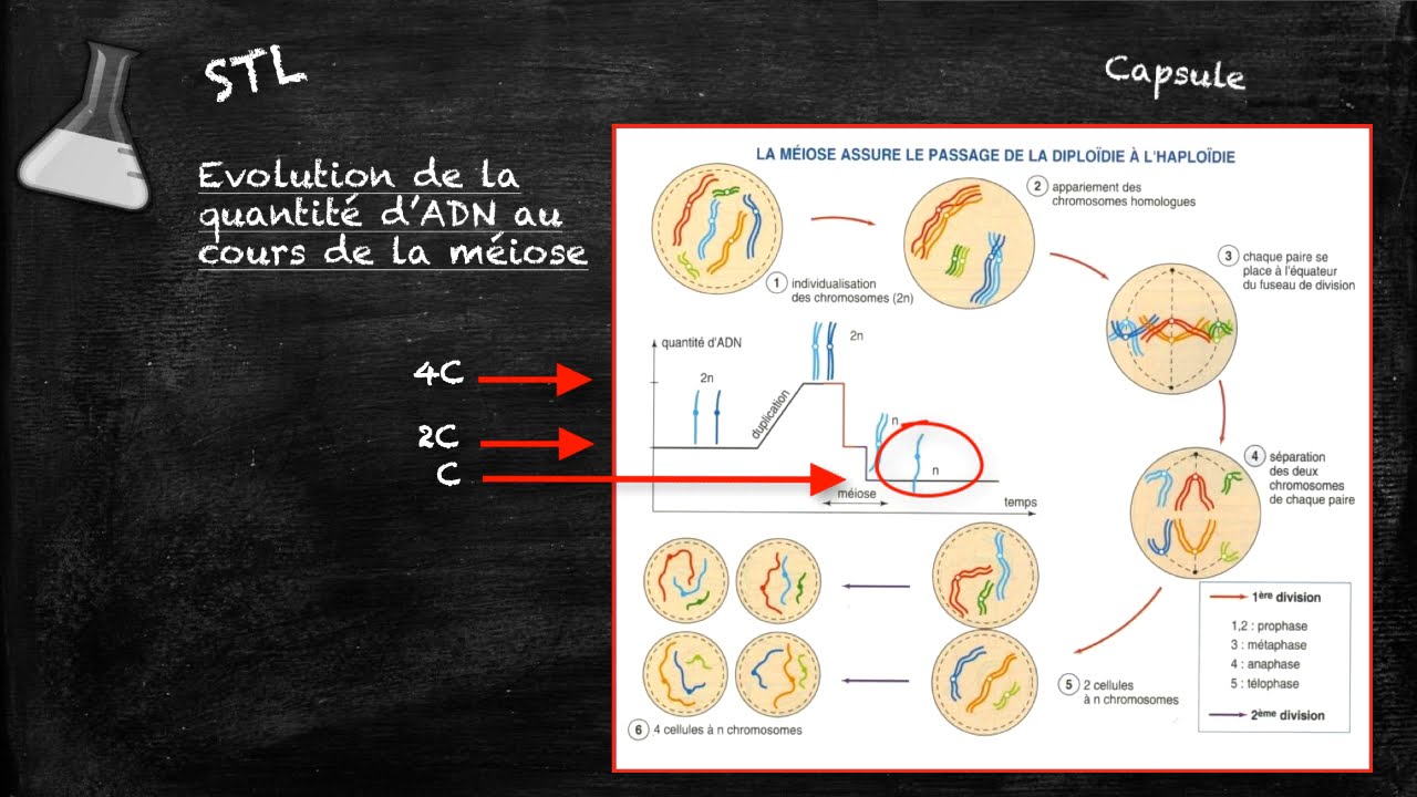 Evolution Quantité D Adn Pendant Méiose Bb Youtube